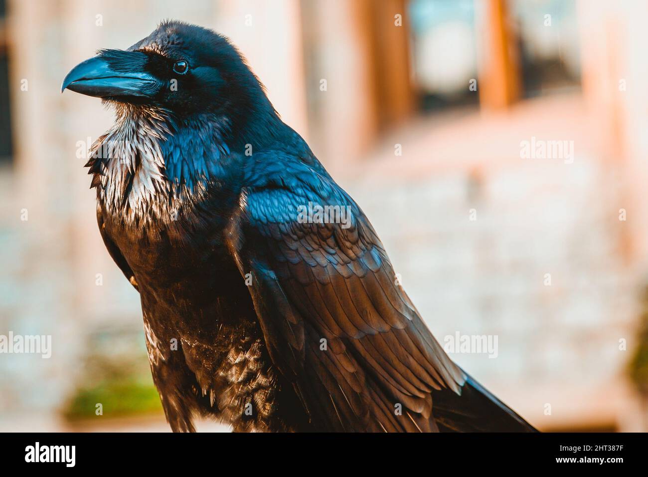 Shallow focus shot crow hi-res stock photography and images - Alamy