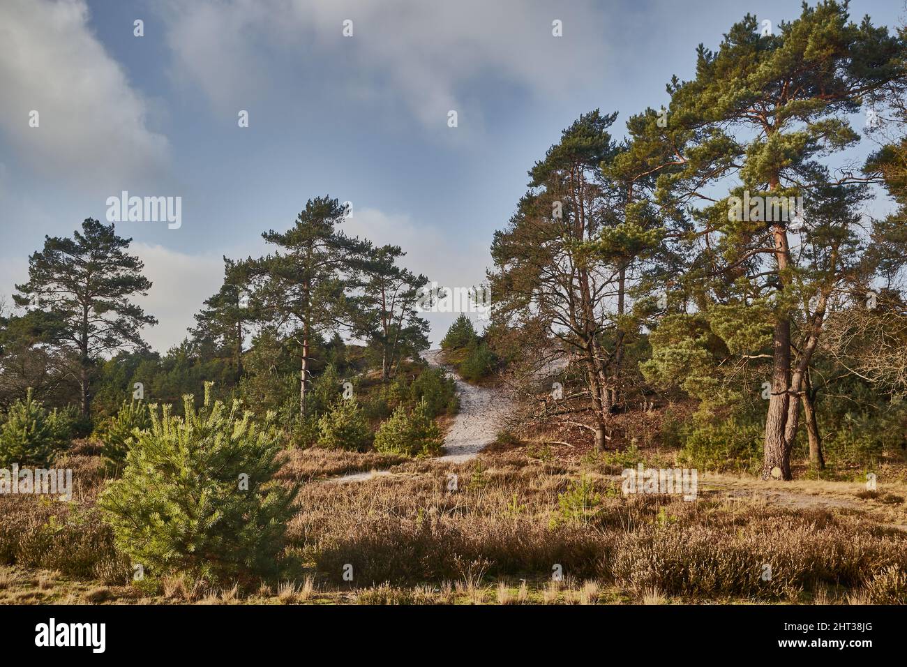 Sandy path in the middle of a park with trees and dried grasses in ...