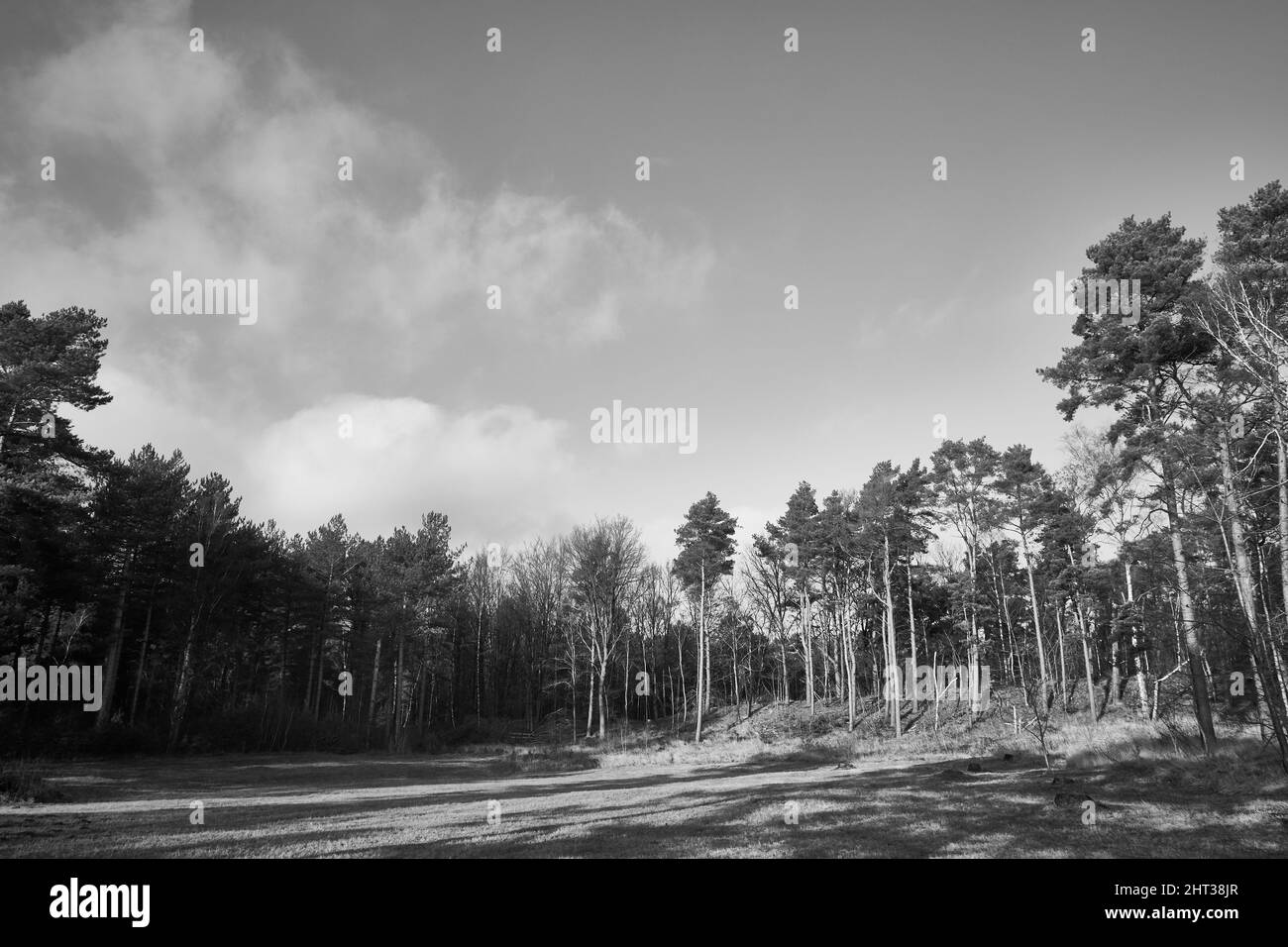 Scenic view of a park with tall tress in brunssummerheide on a ...