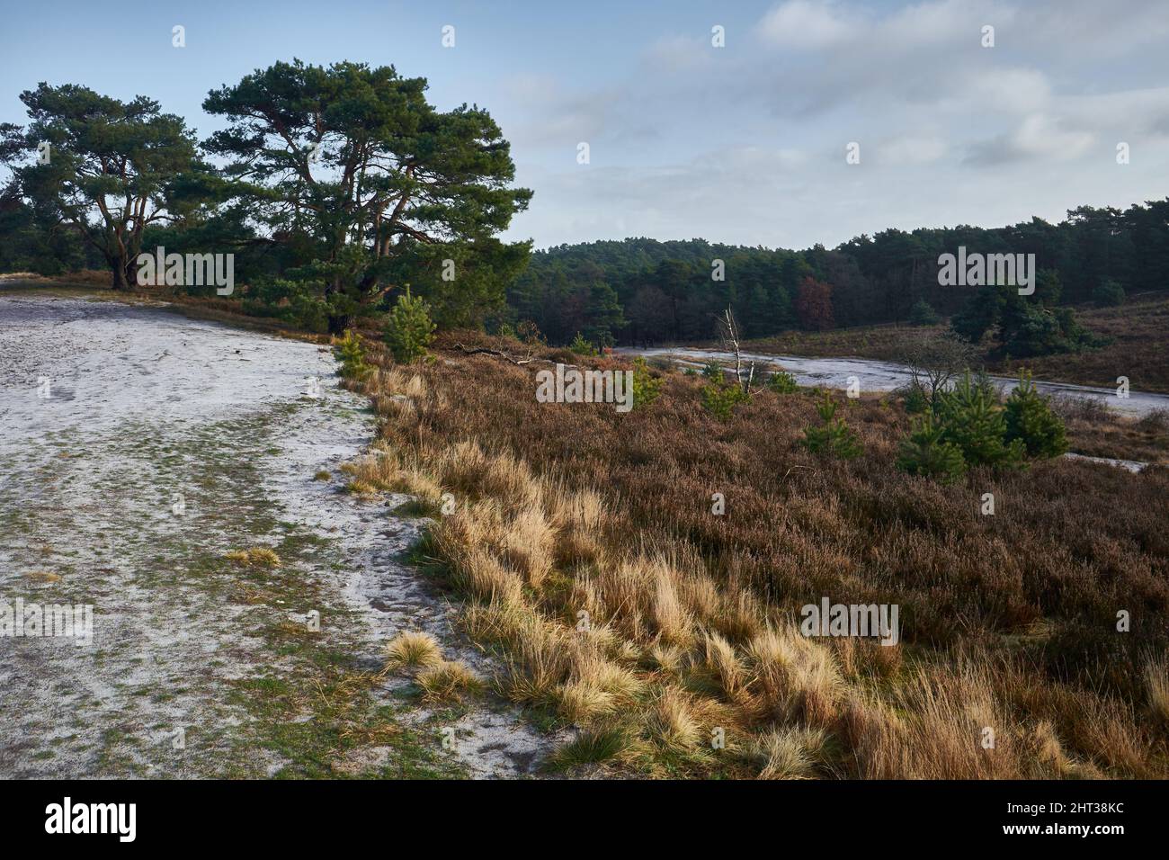 Path covered with snow in a park with trees and dried grasses in ...