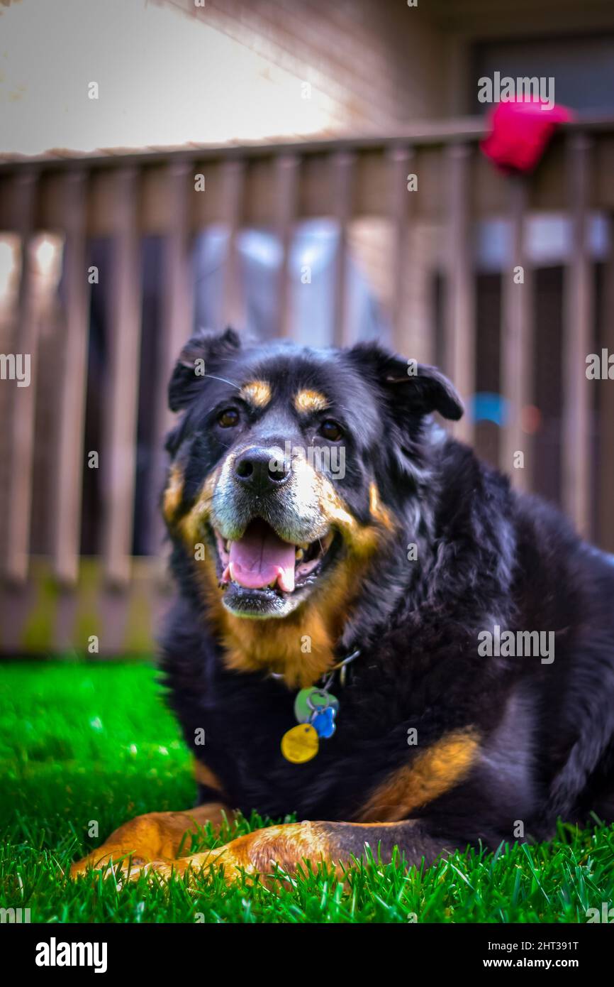 Rottweiler Chow Mix Puppies