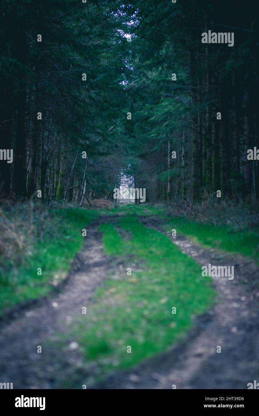 Vertical view path in hi-res stock photography and images - Alamy