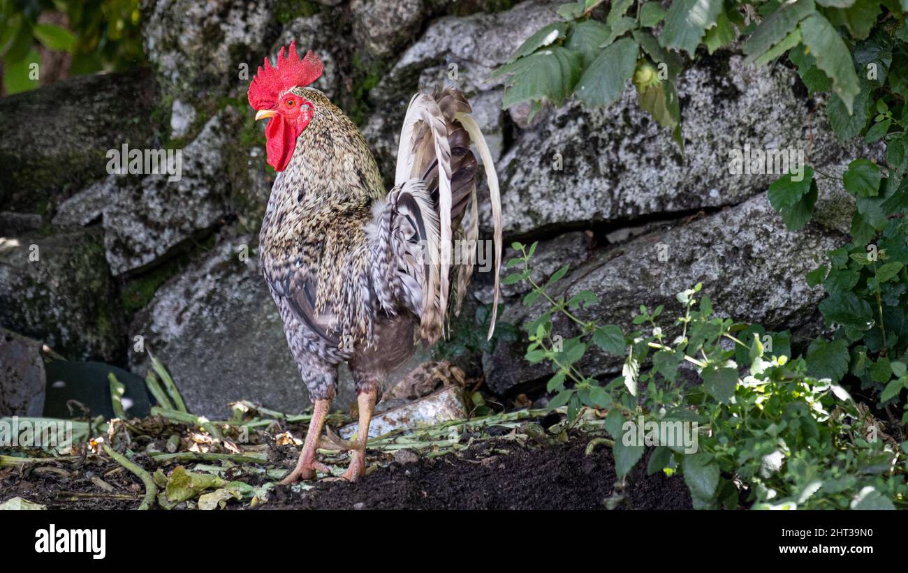 Lovely grey and white farm cockerel with rocky background Stock Photo ...