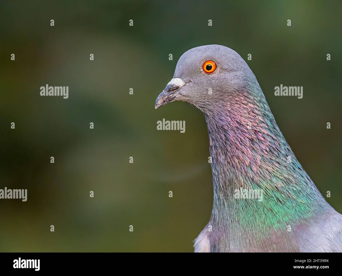 Dove curiosity hi-res stock photography and images - Alamy