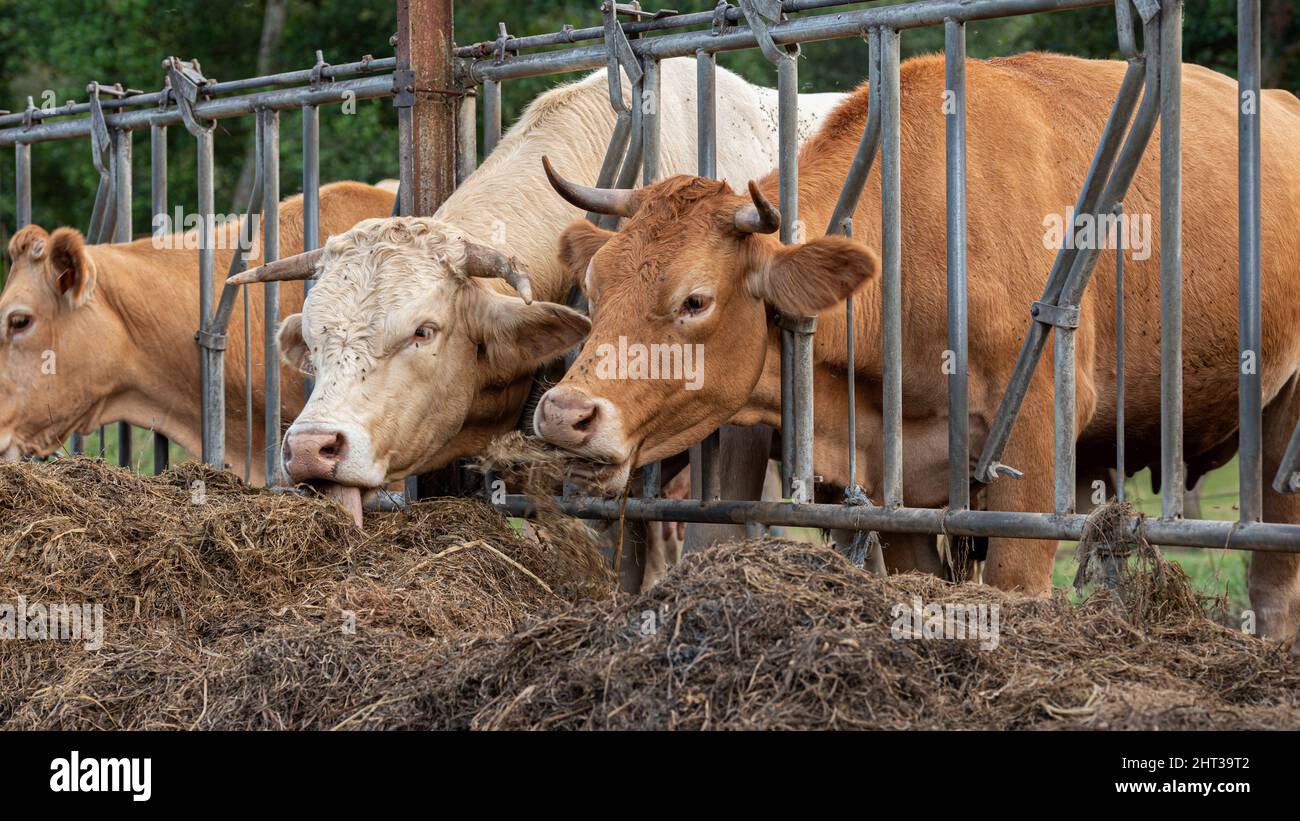 Cows eating straw on the farm in the open air Stock Photo - Alamy