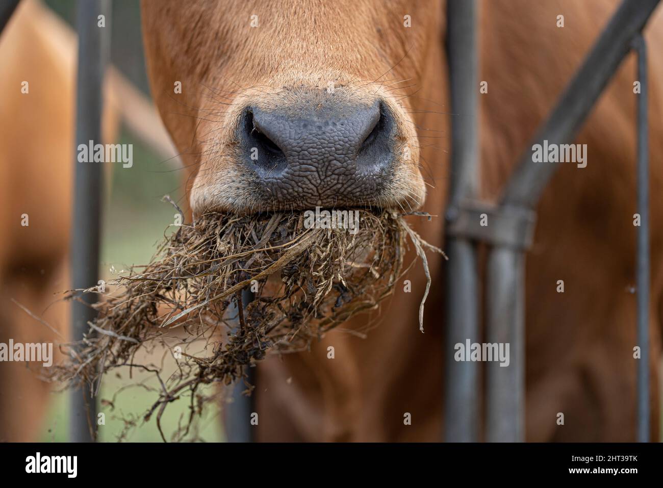 Cow on farm eating straw Stock Photo - Alamy