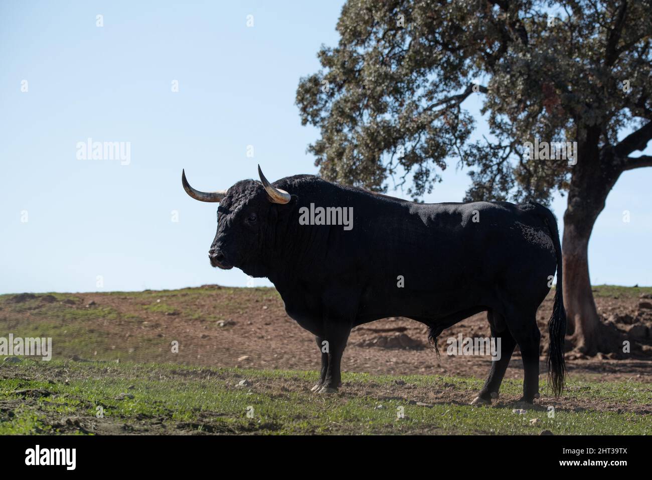 Spanish Fighting Bull Breeds