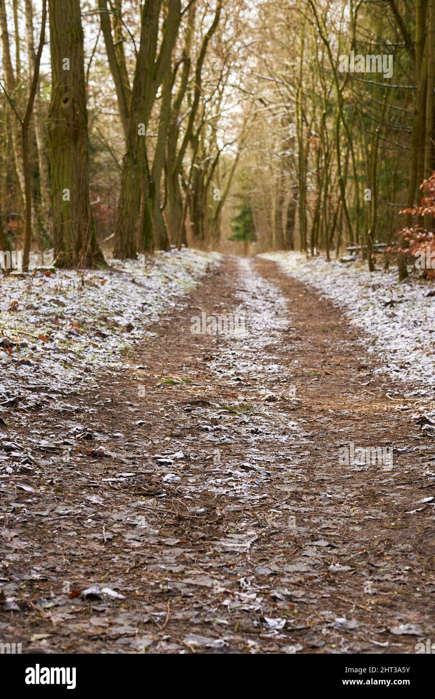 Vertical shot of a tire path in a snowy forest Stock Photo - Alamy