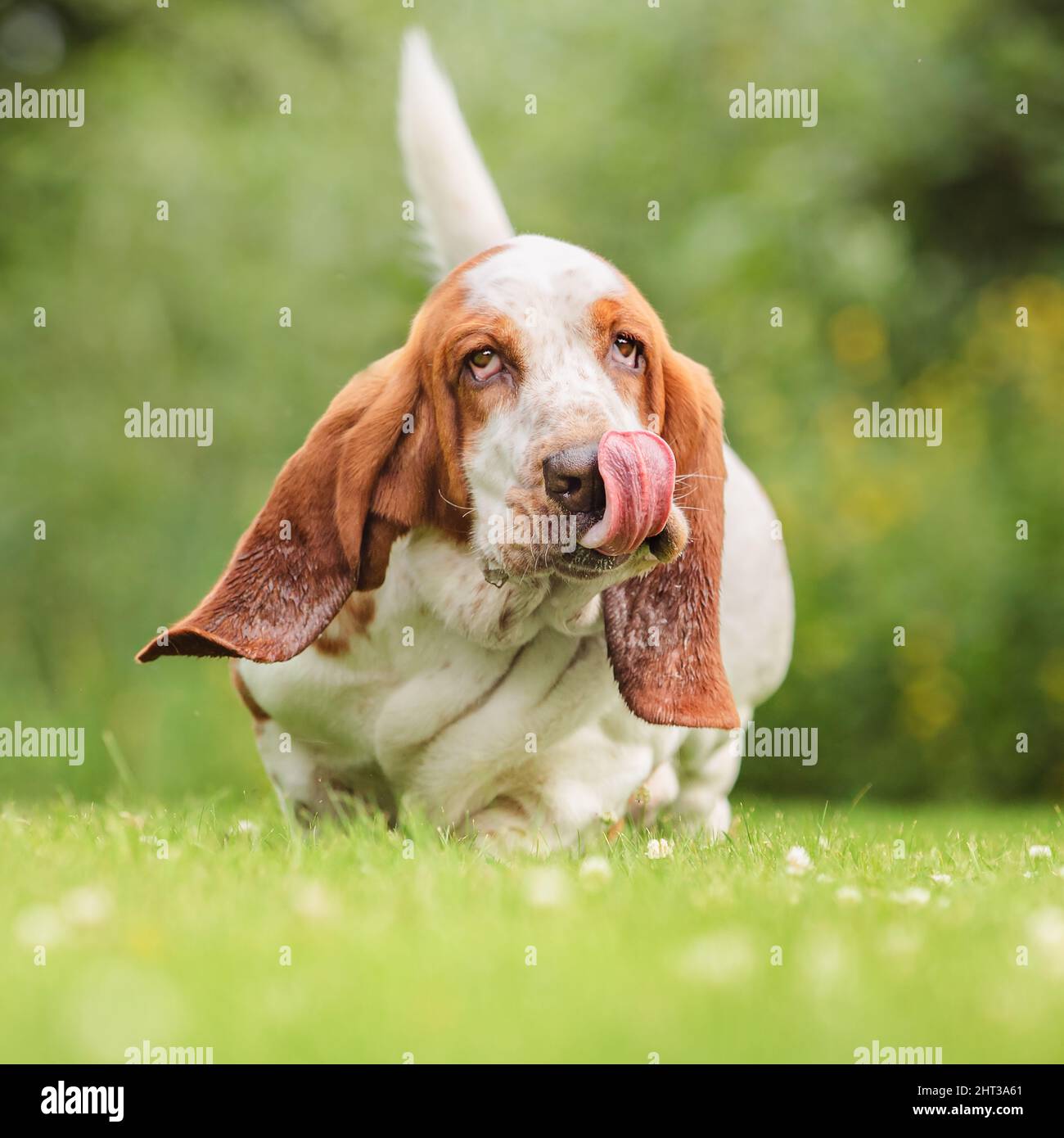 View of the cute basset hound running with the tongue out Stock Photo ...