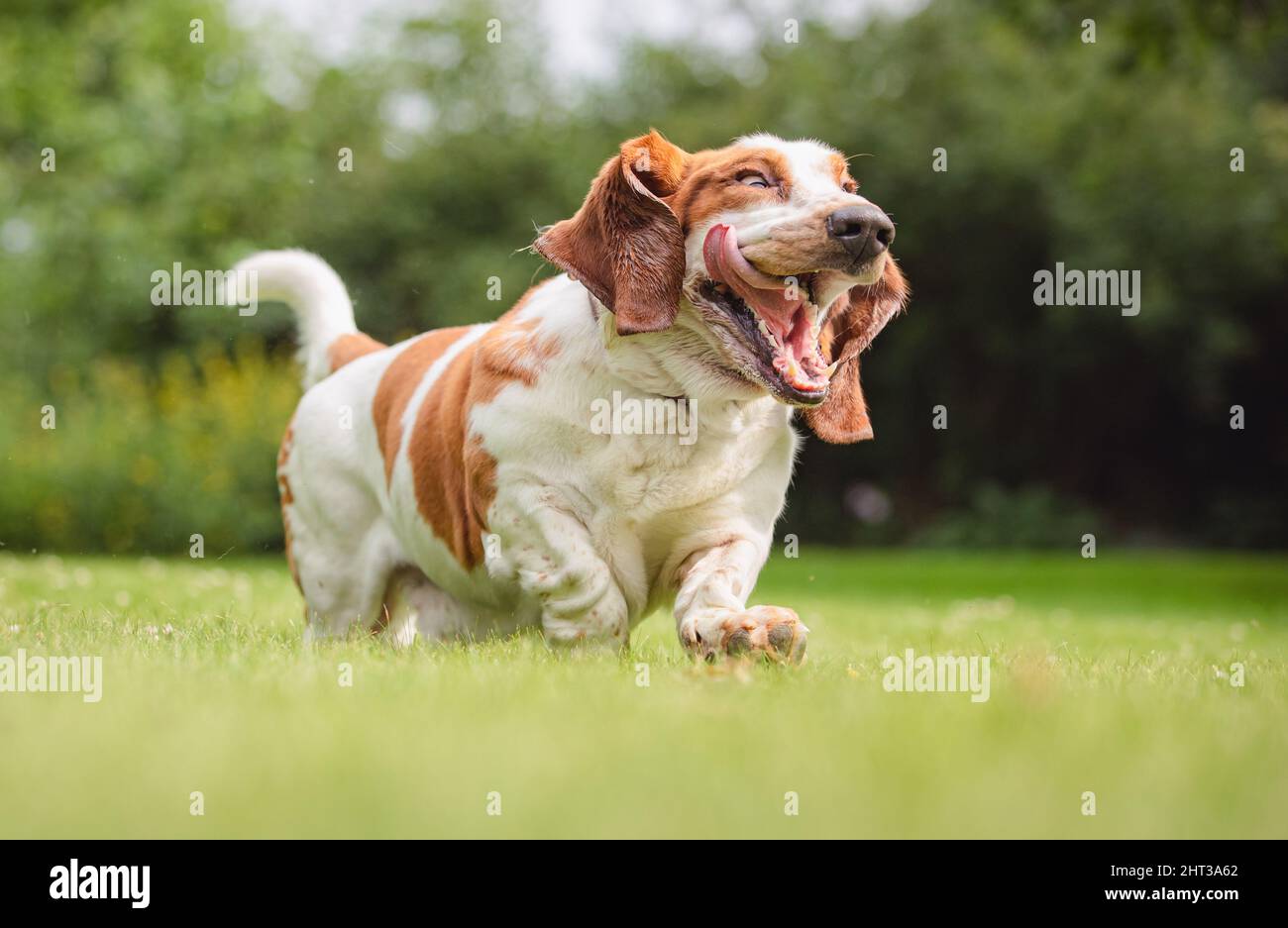 View of the cute basset hound running in the park Stock Photo - Alamy