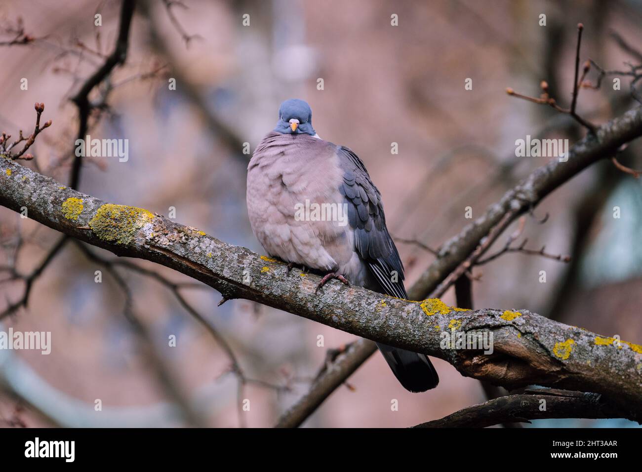 Fat dove hi-res stock photography and images - Alamy