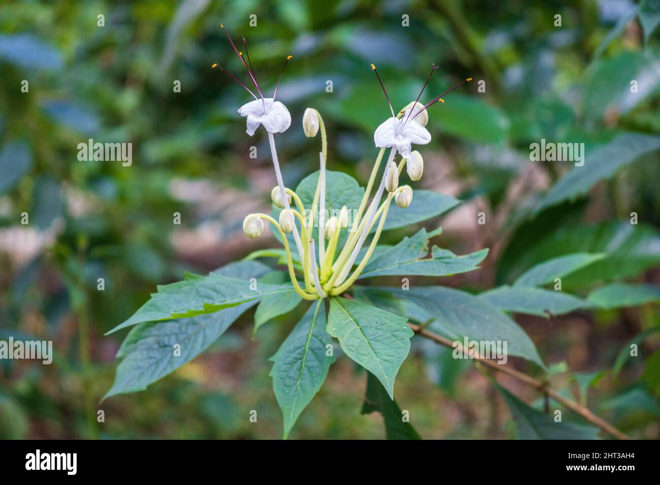 Rotheca microphylla hi-res stock photography and images - Alamy