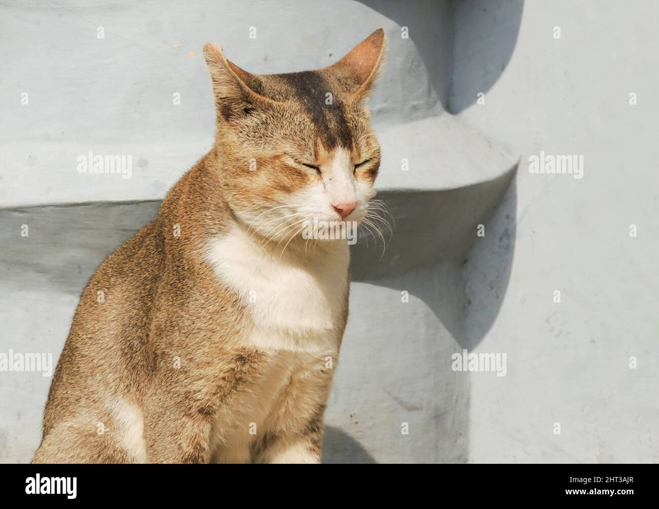 Cute cat sleeping under the sun Stock Photo - Alamy