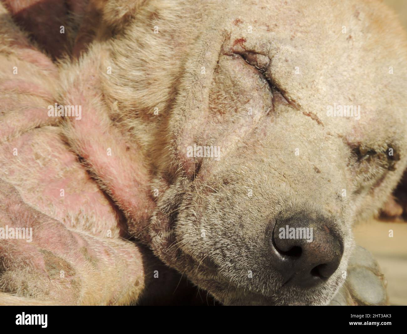 Big stray dog sleeping on the ground Stock Photo - Alamy