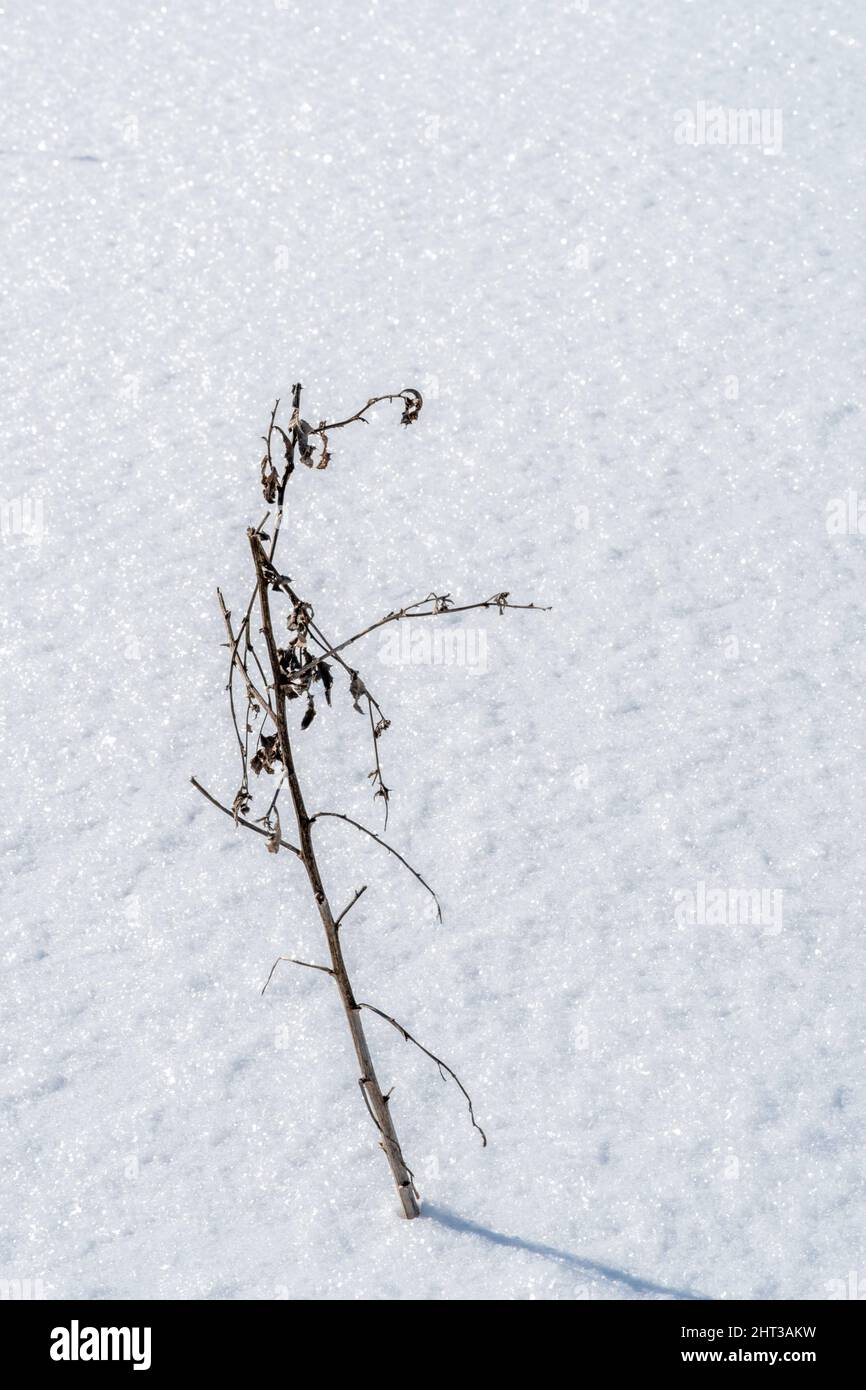 Frozen snow sticks hi-res stock photography and images - Alamy