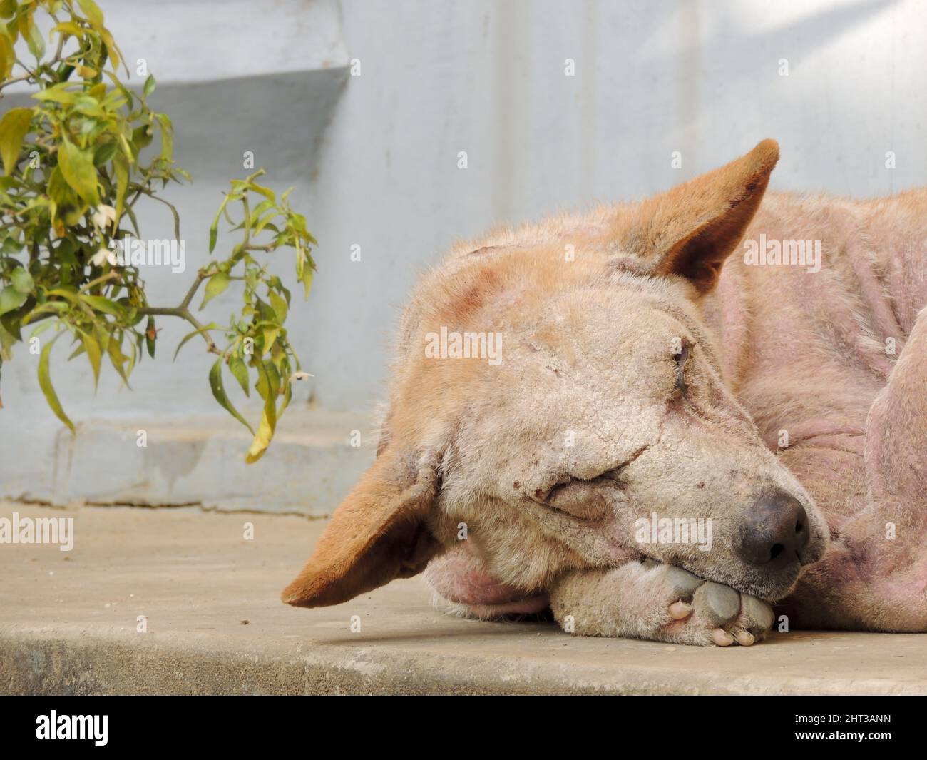 Big stray dog sleeping on the ground Stock Photo - Alamy
