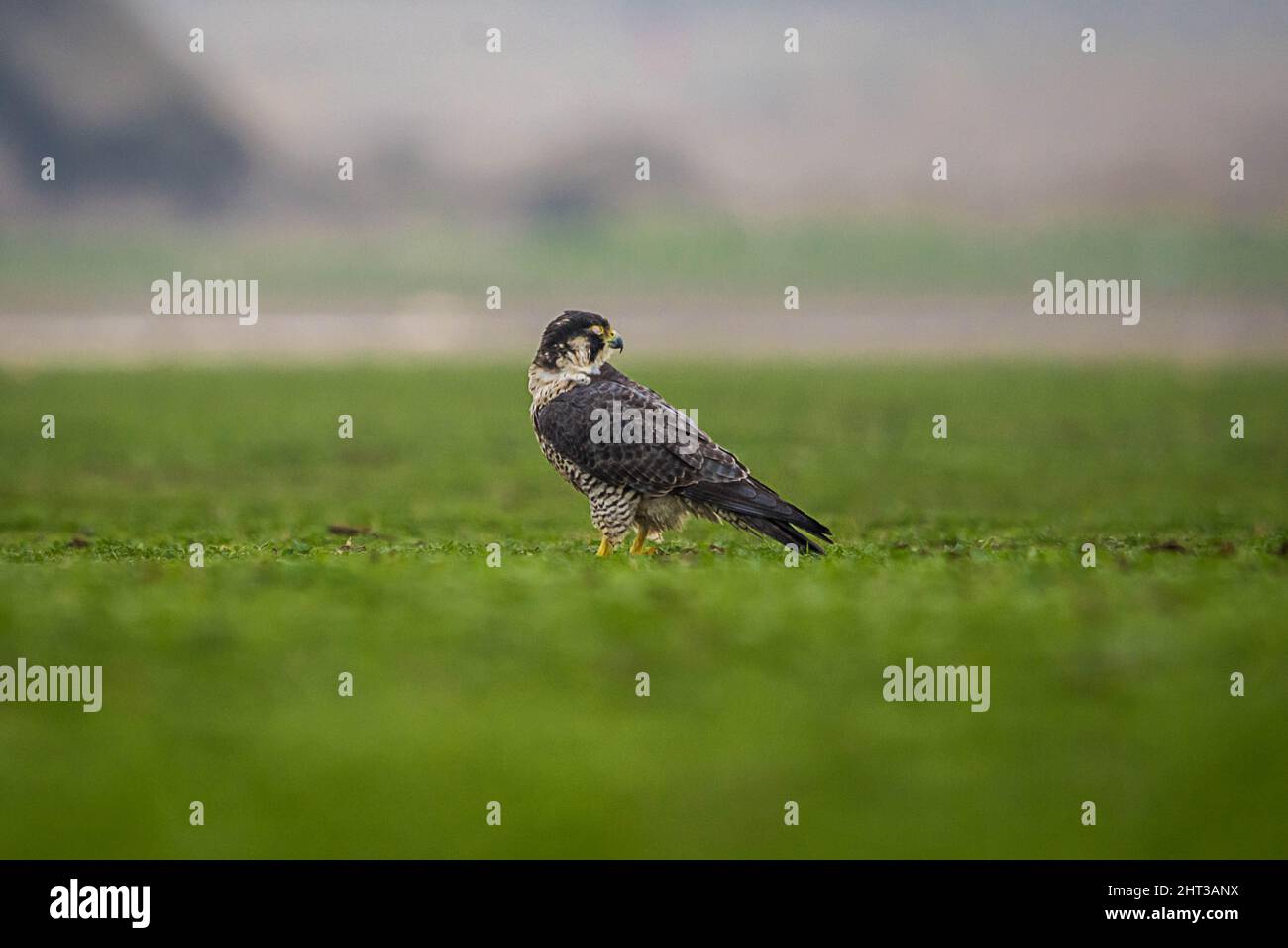 Small eagle hi-res stock photography and images - Alamy