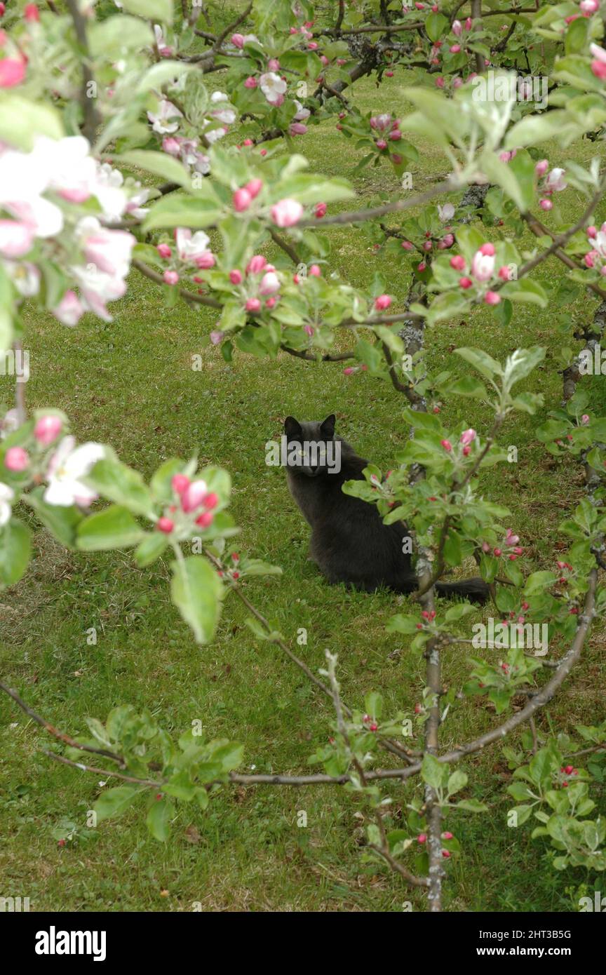 Cat under blooming apple tree Stock Photo - Alamy