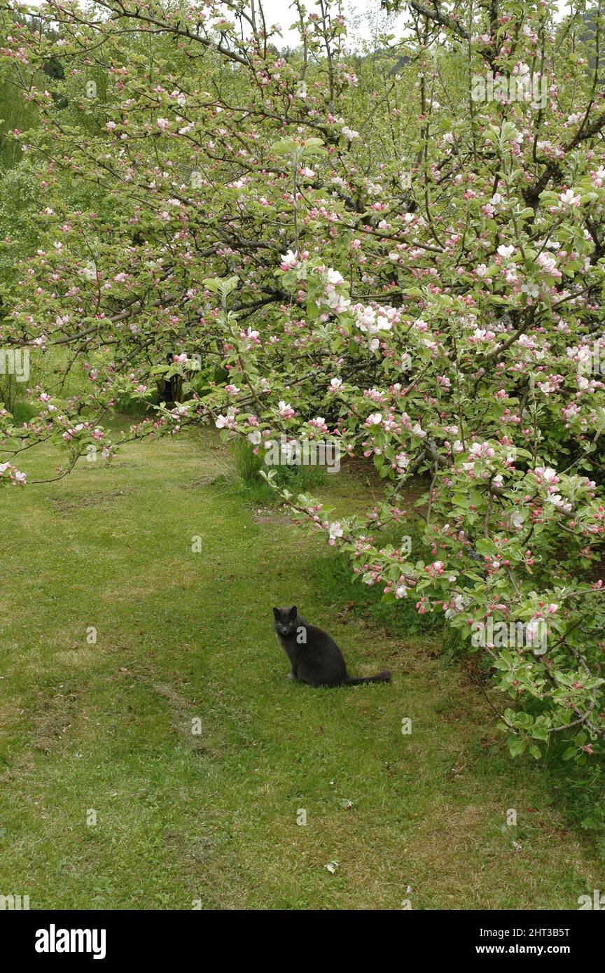 Cat under blooming apple tree Stock Photo - Alamy