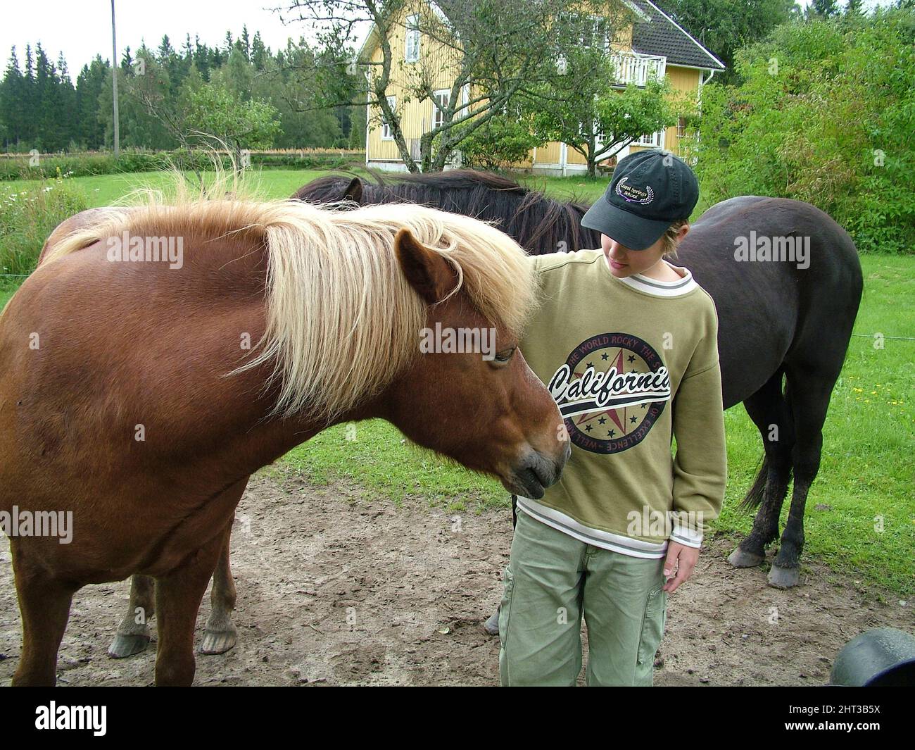Boy who clap a icelandic horse Stock Photo - Alamy