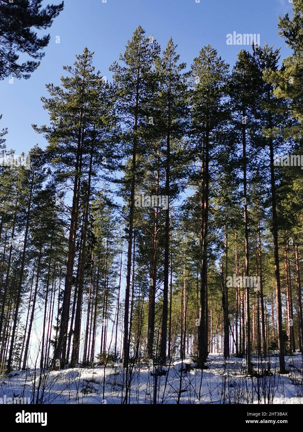 Tallskog hi-res stock photography and images - Alamy