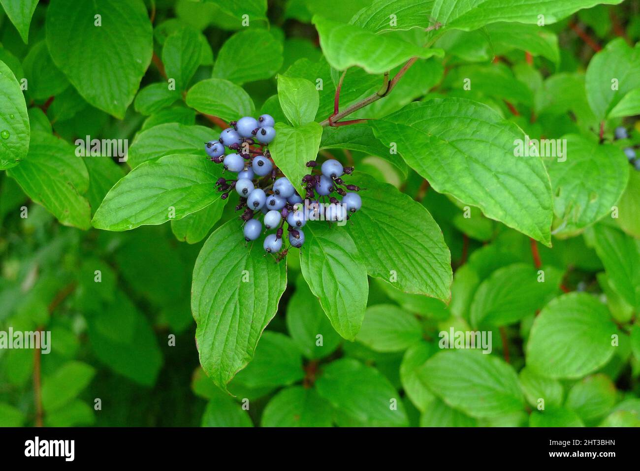 Coral dogwoods hi-res stock photography and images - Alamy