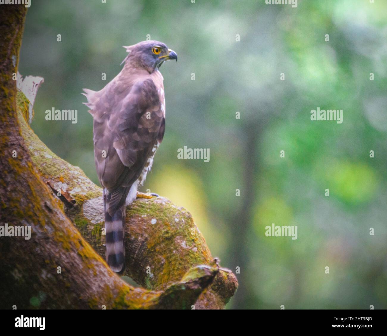 Small eagle hi-res stock photography and images - Alamy