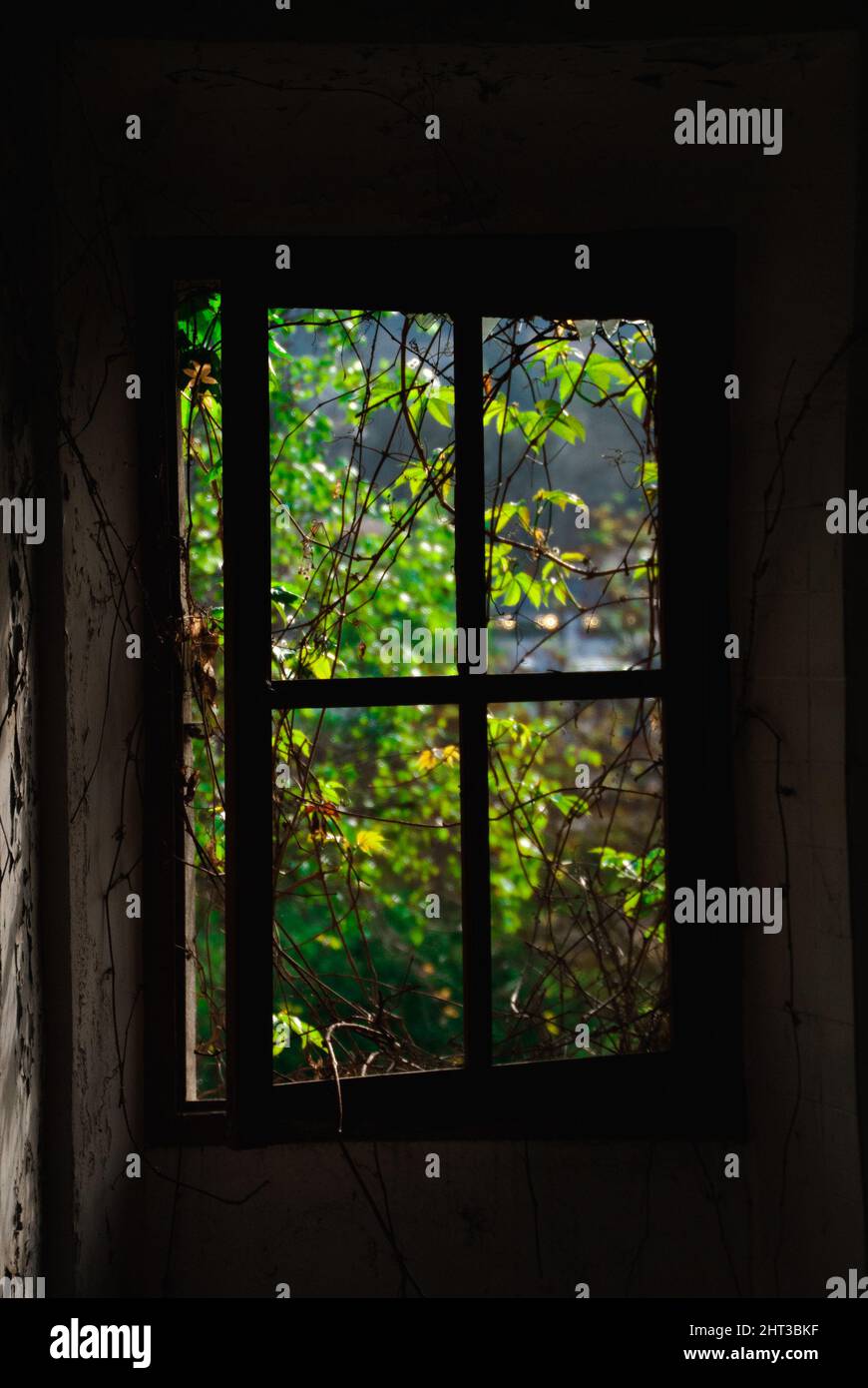 Vertical shot of vines growing through an open window Stock Photo - Alamy