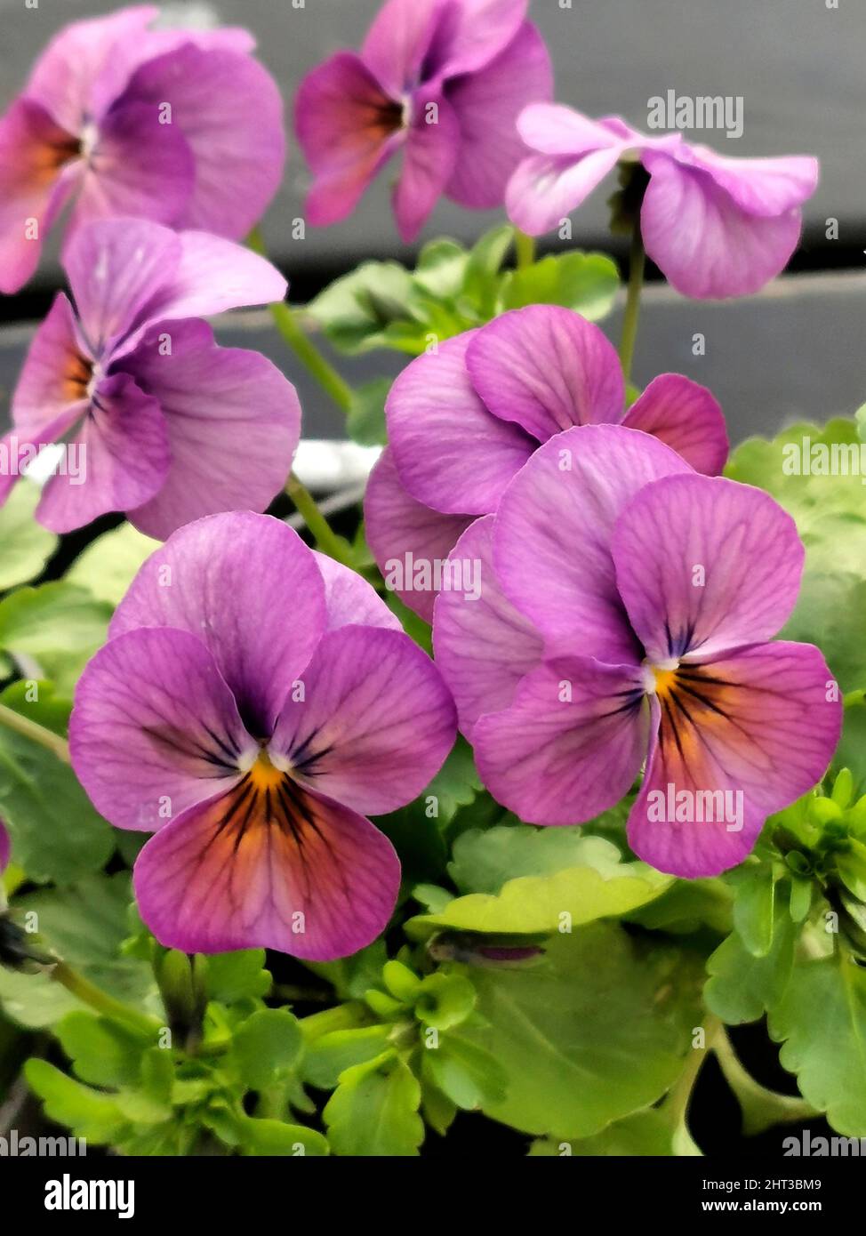 Pansies and violets hi-res stock photography and images - Alamy