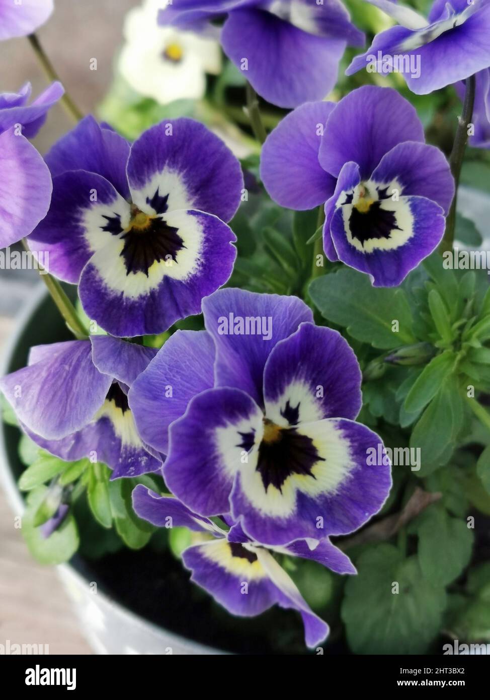 Purple blue pansies hi-res stock photography and images - Alamy