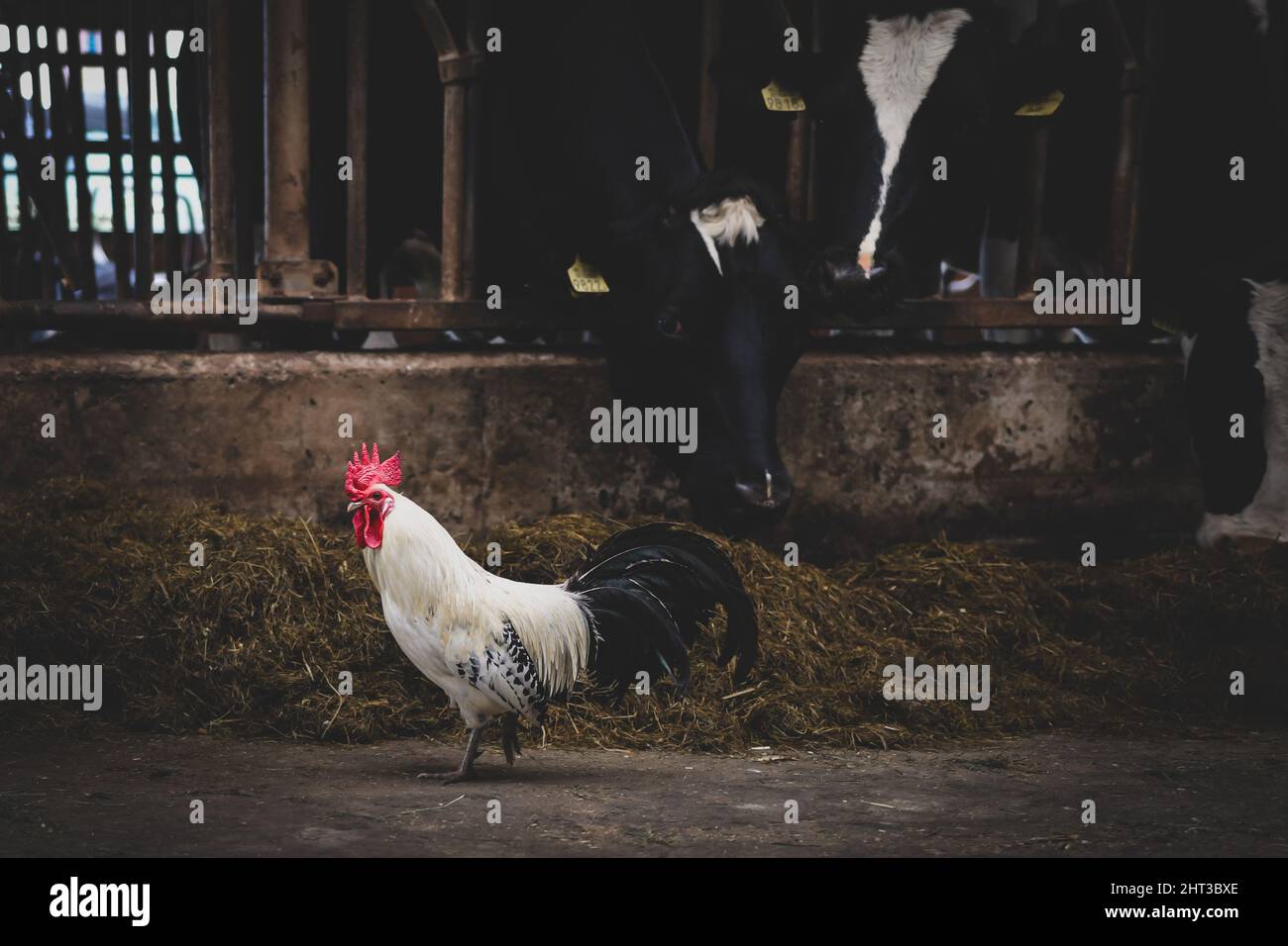 Portrait shot white rooster hi-res stock photography and images - Alamy