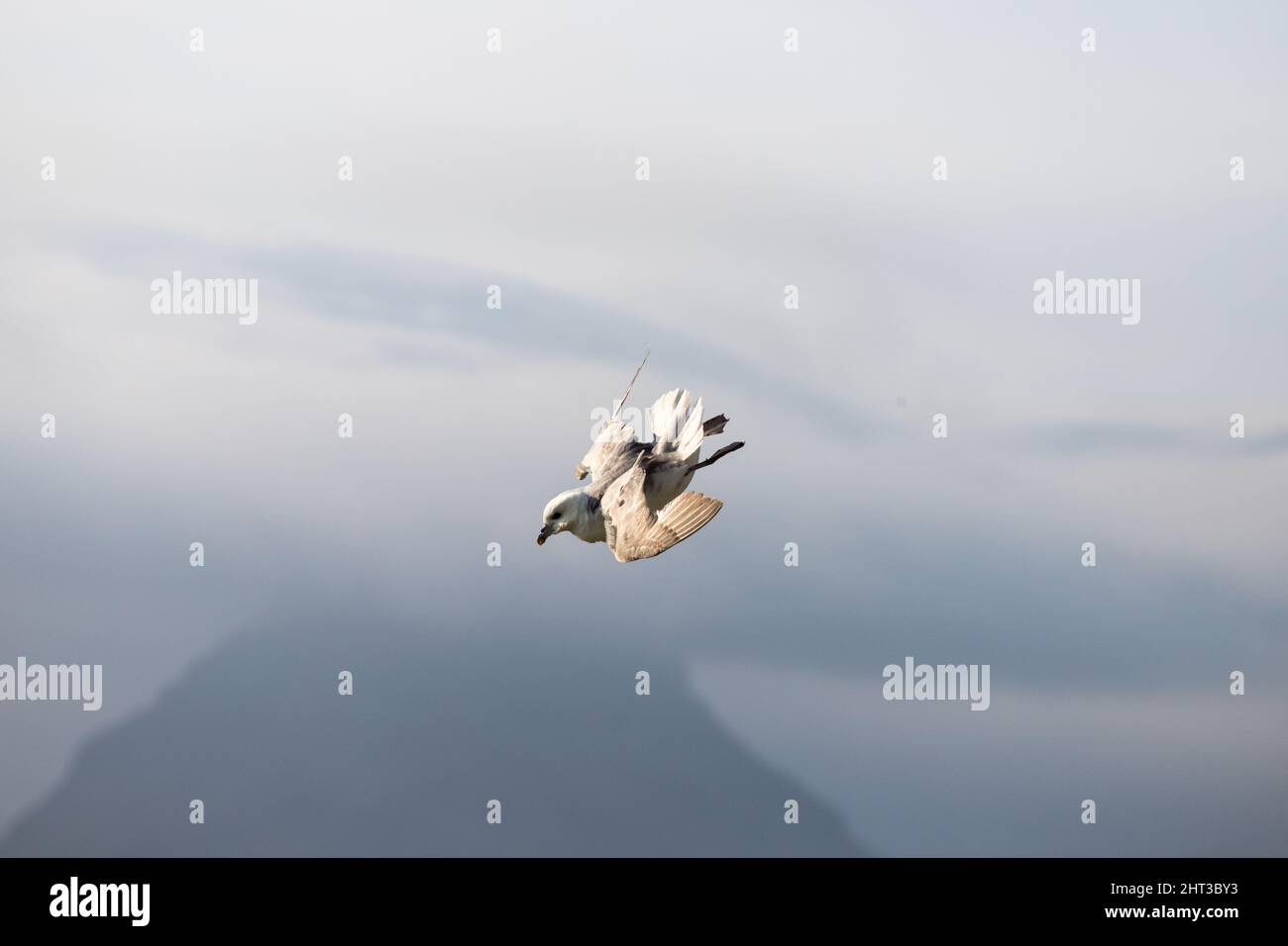 Tiny white northern fulmar bird (Fulmarus glacialis) flying in the blue ...