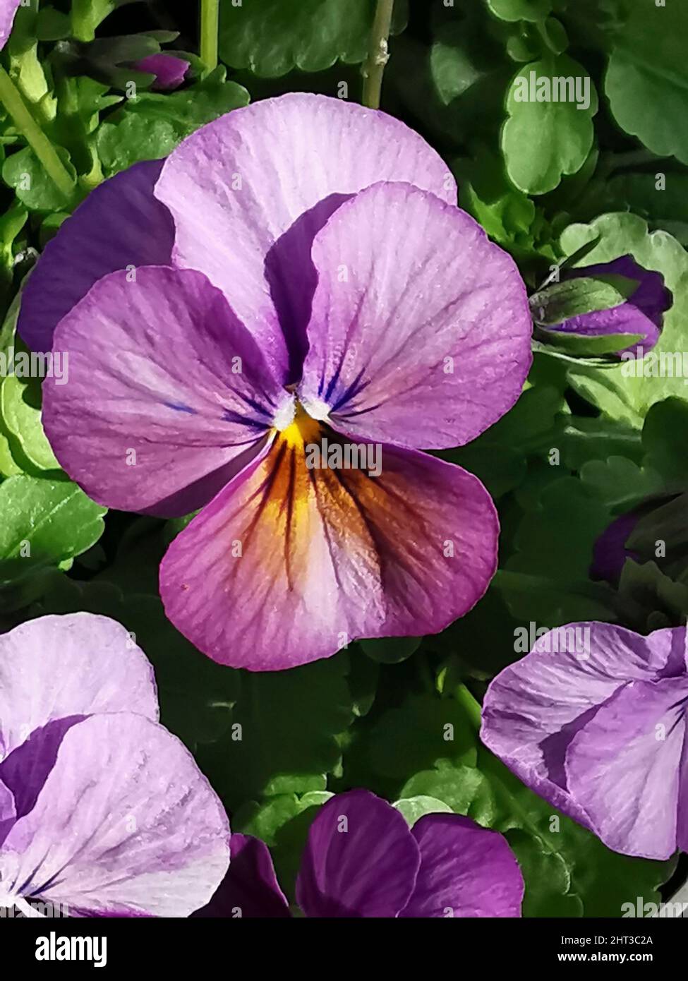 Pink pansy flower hi-res stock photography and images - Alamy