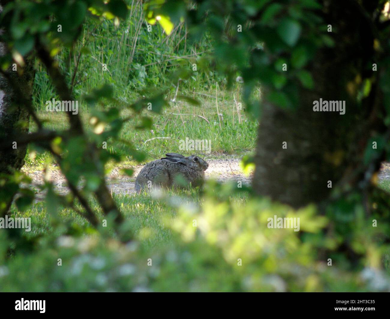 Field hare hi-res stock photography and images - Alamy