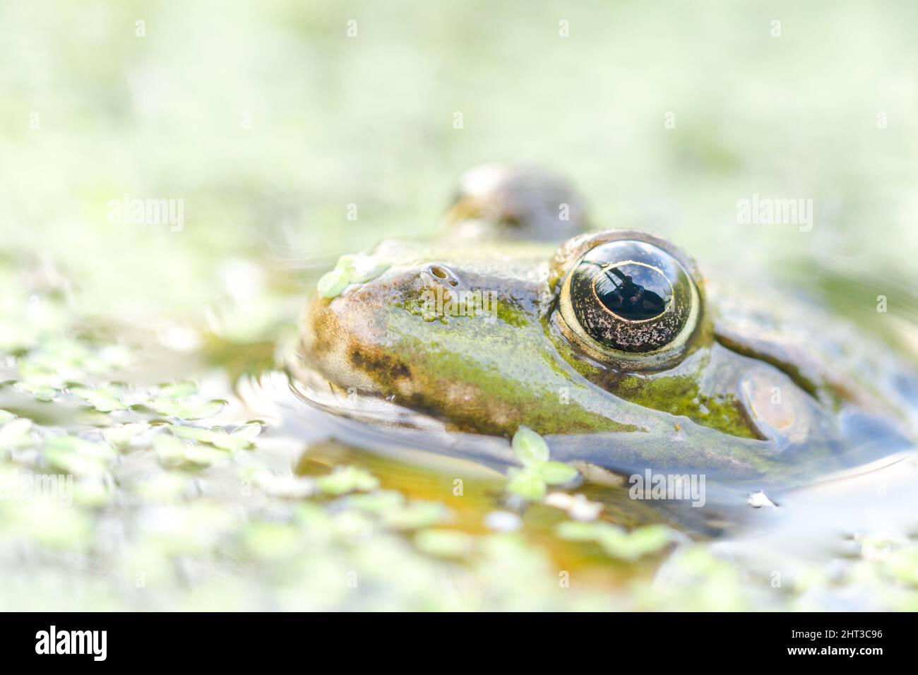 Closeup shot beautiful frog hi-res stock photography and images - Alamy