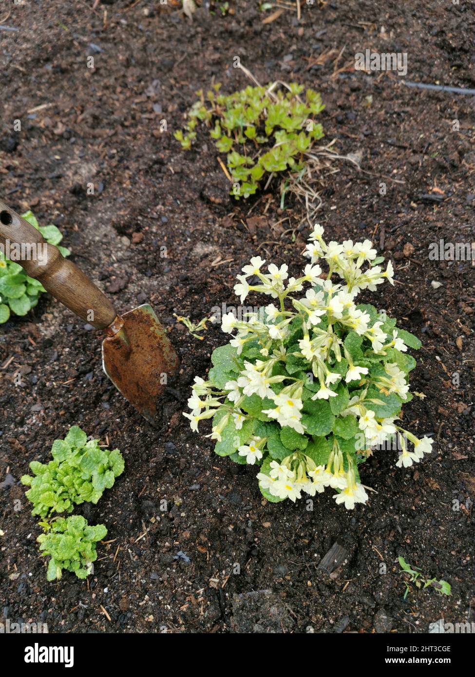 White primula hi-res stock photography and images - Alamy