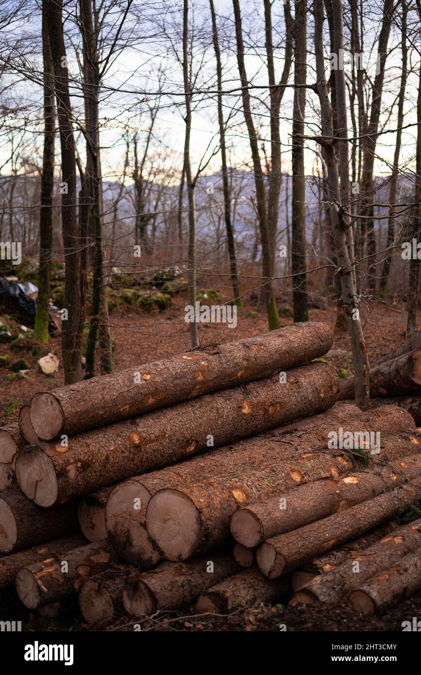 Vertical shot tree lumber hi-res stock photography and images - Alamy