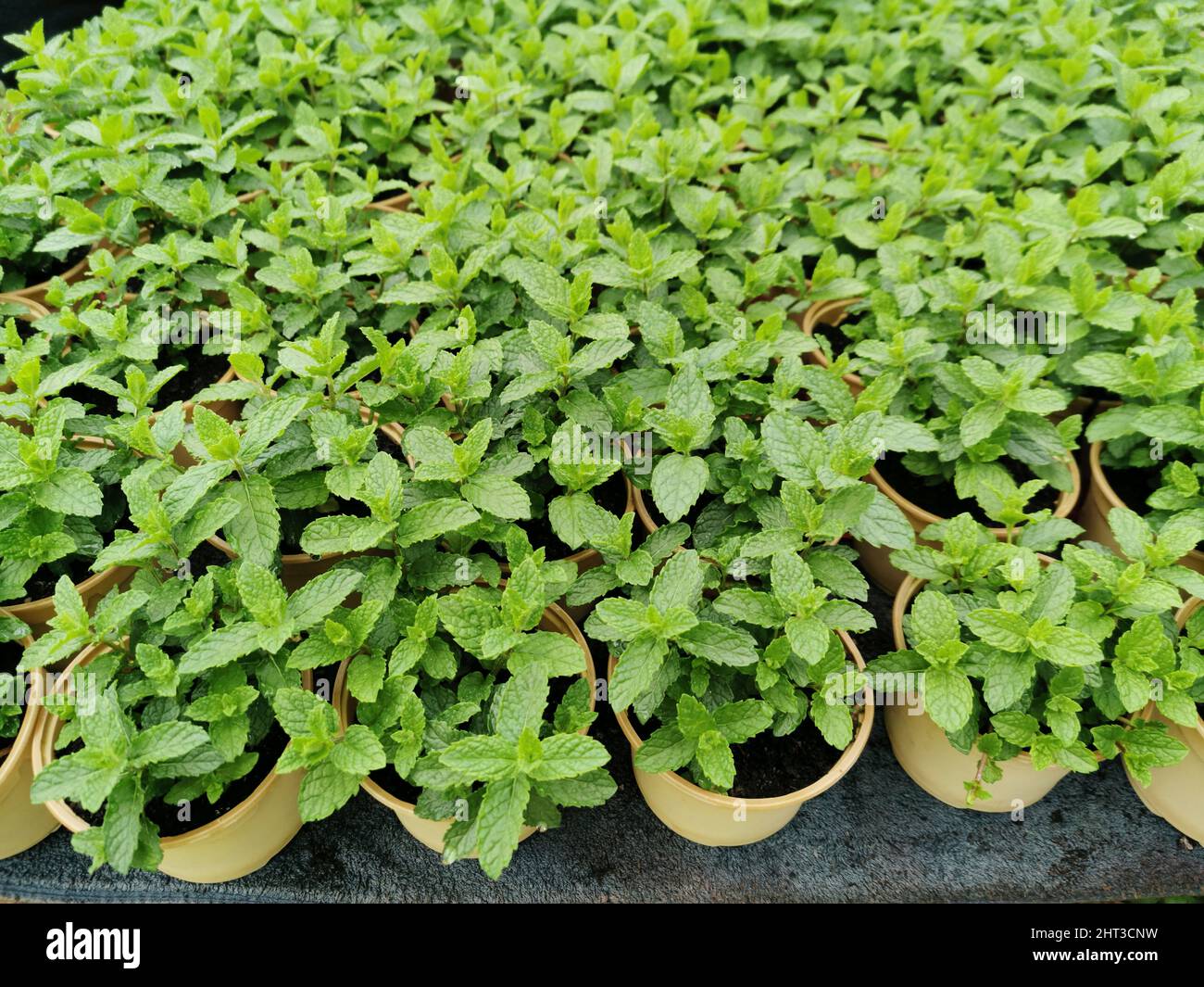 Mint cultivation hi-res stock photography and images - Alamy