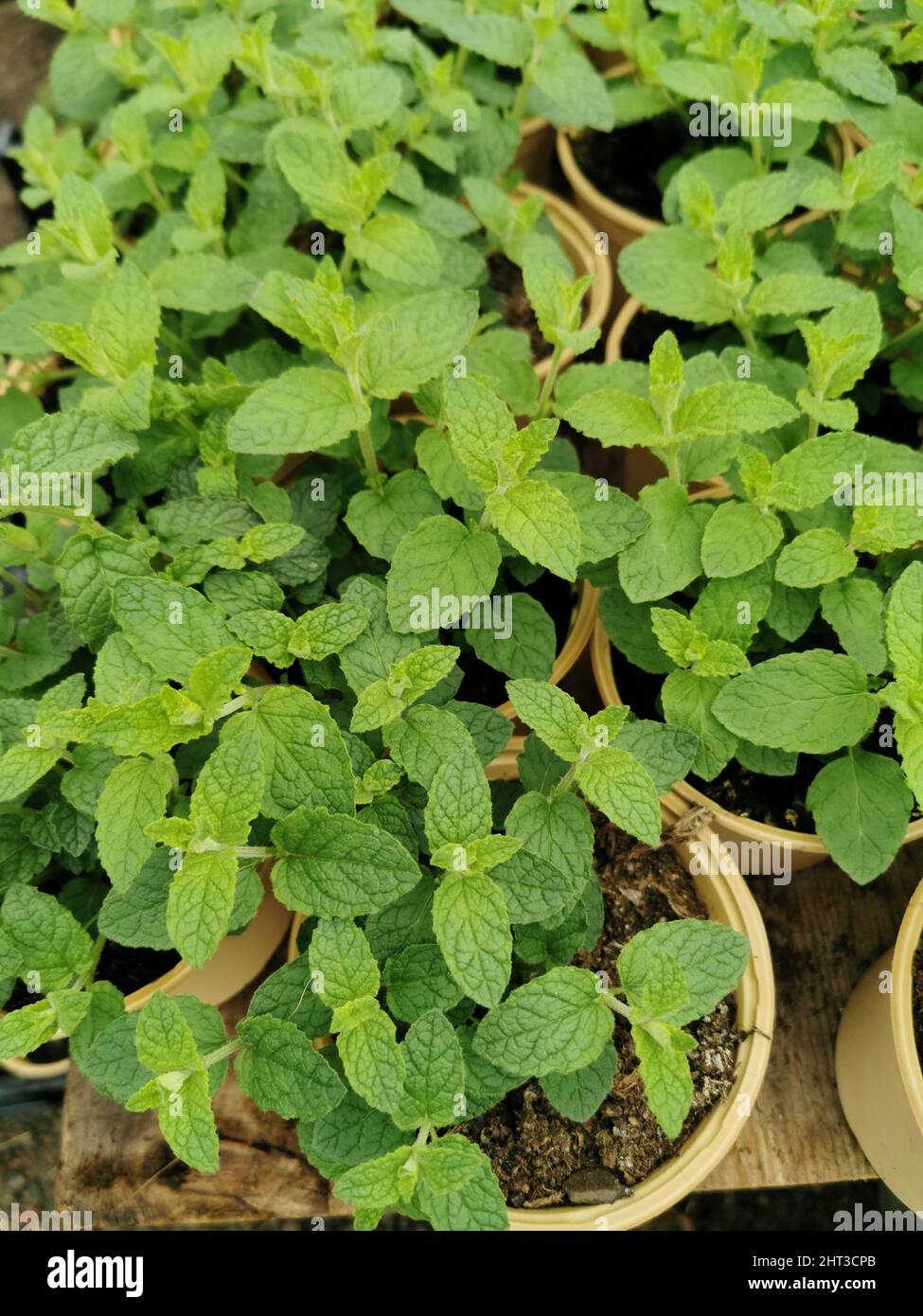 Mint plants hi-res stock photography and images - Alamy