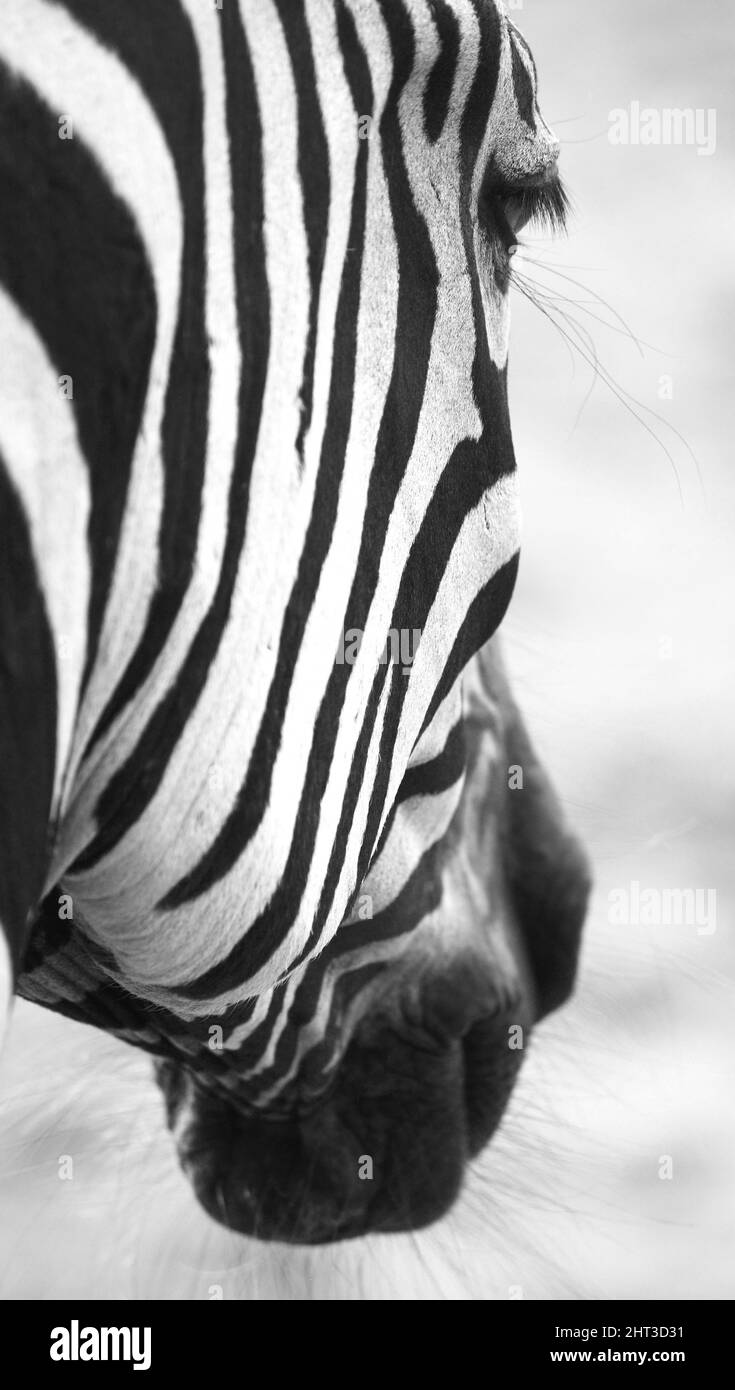 Vertical grayscale shot of the head of the zebra Stock Photo - Alamy