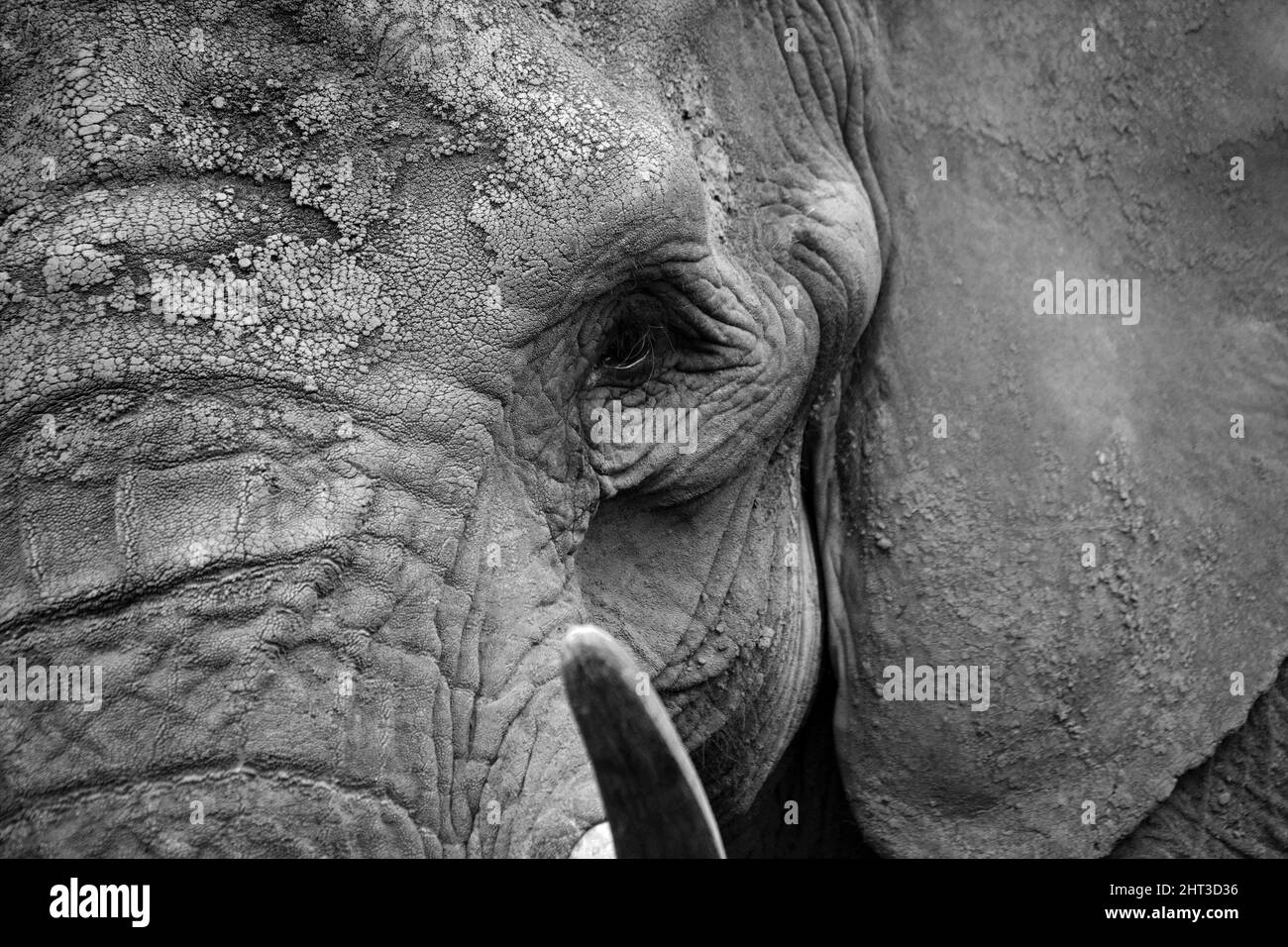 Save an elephant Black and White Stock Photos & Images - Alamy
