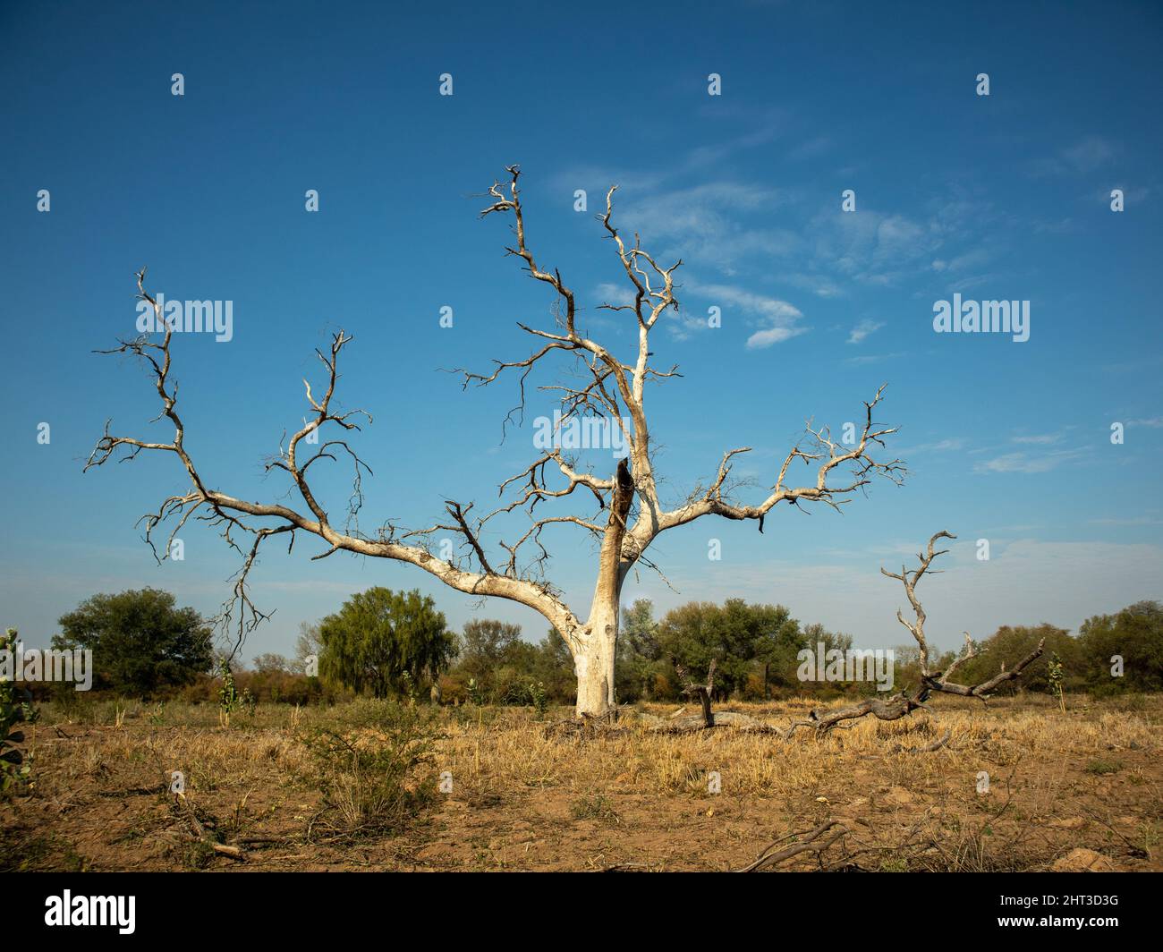 Vertical shot of a big leafless tree stands alone in a field against a ...