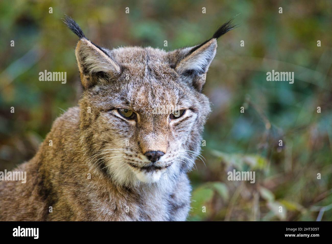 Close-up shot of a lynx on a blurred background Stock Photo - Alamy