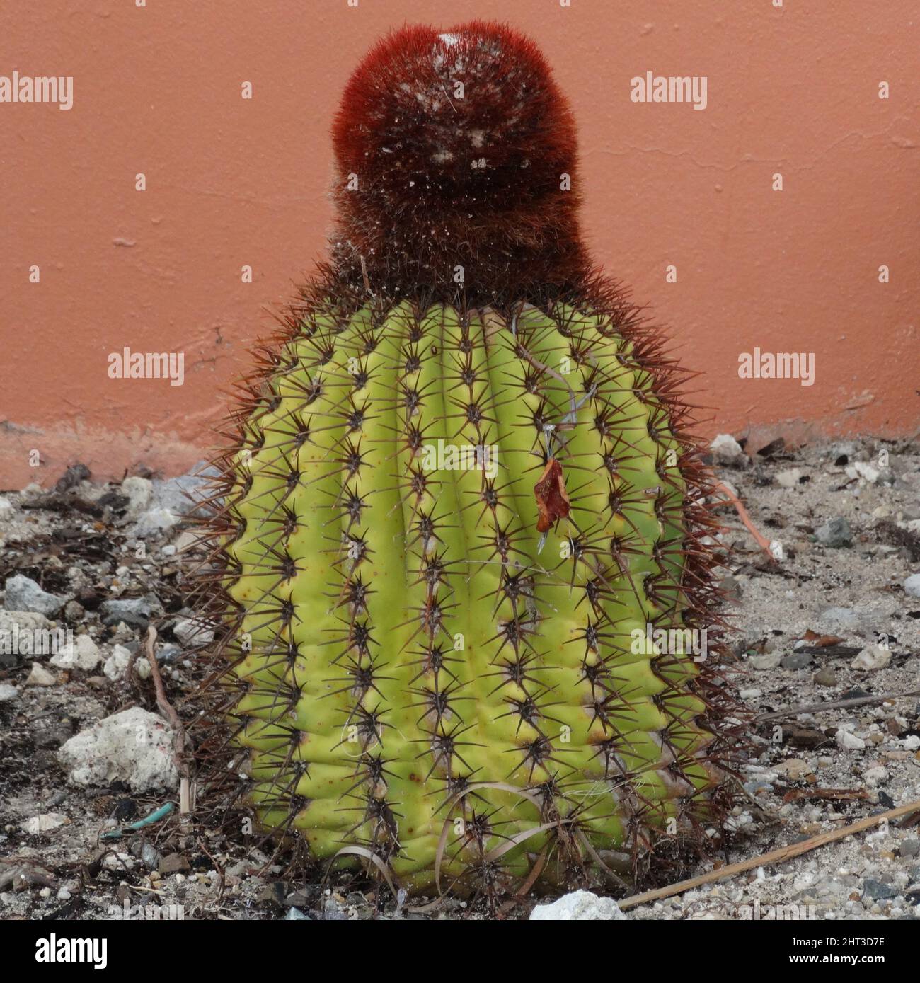 Turks head cactus hi-res stock photography and images - Alamy