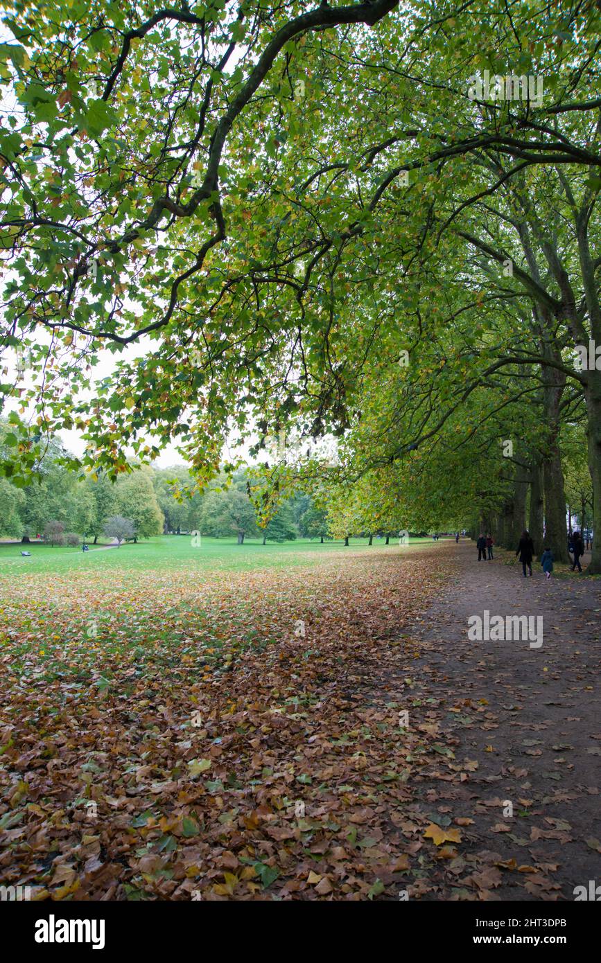 Walking path in a London park during autumn. Leaves on the ground ...