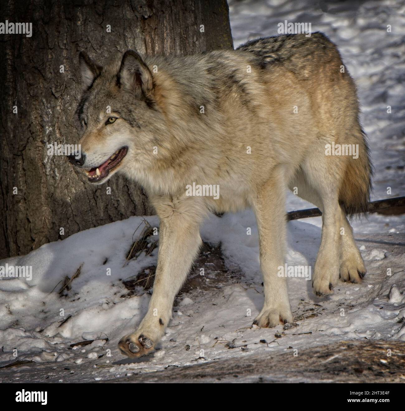 Grey Wolf Calgary Zoo Alberta Stock Photo - Alamy