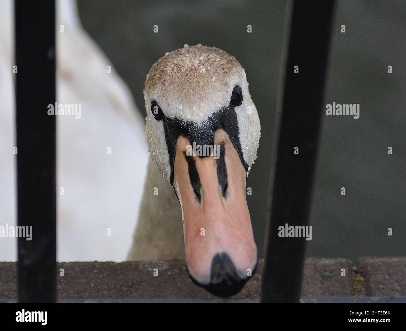Portrait of a swan behind a fence Stock Photo - Alamy