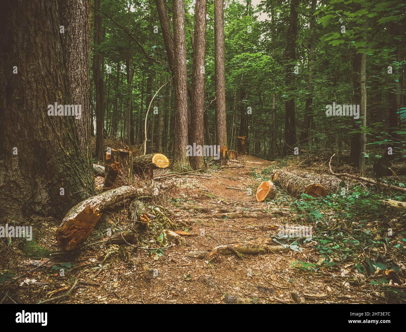 Forest footpath in the depth with come cut trunks Stock Photo - Alamy