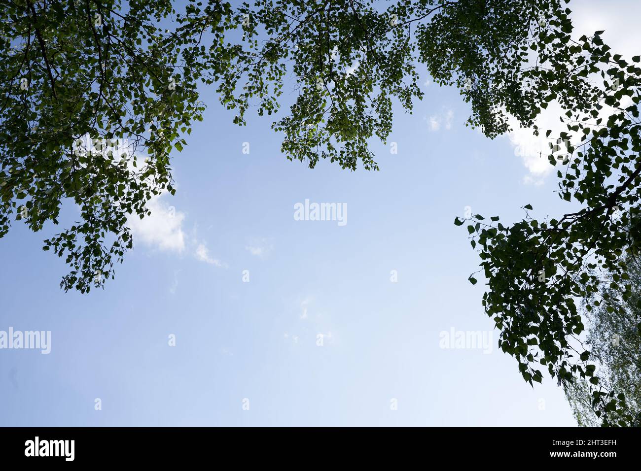 Green treetops in the forest blue sky, represent a frame. Bottom view ...