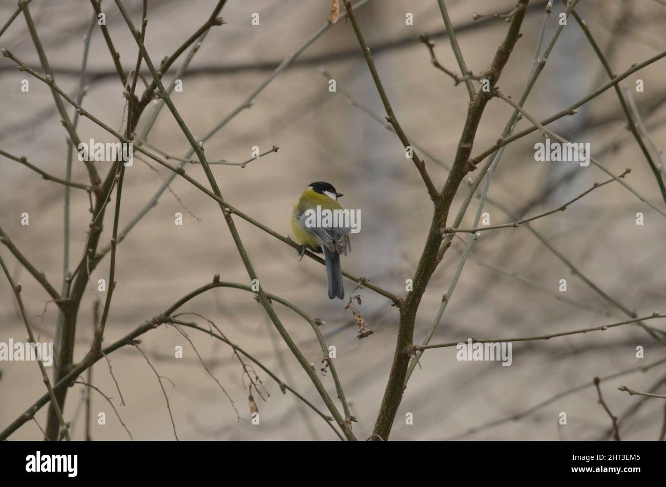 A little bird an the trees looking far away Stock Photo - Alamy